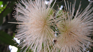 Nature shots: Panineer chambakka