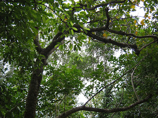 Nature shots: Ambazham