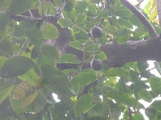 Nature shots: Ambazham