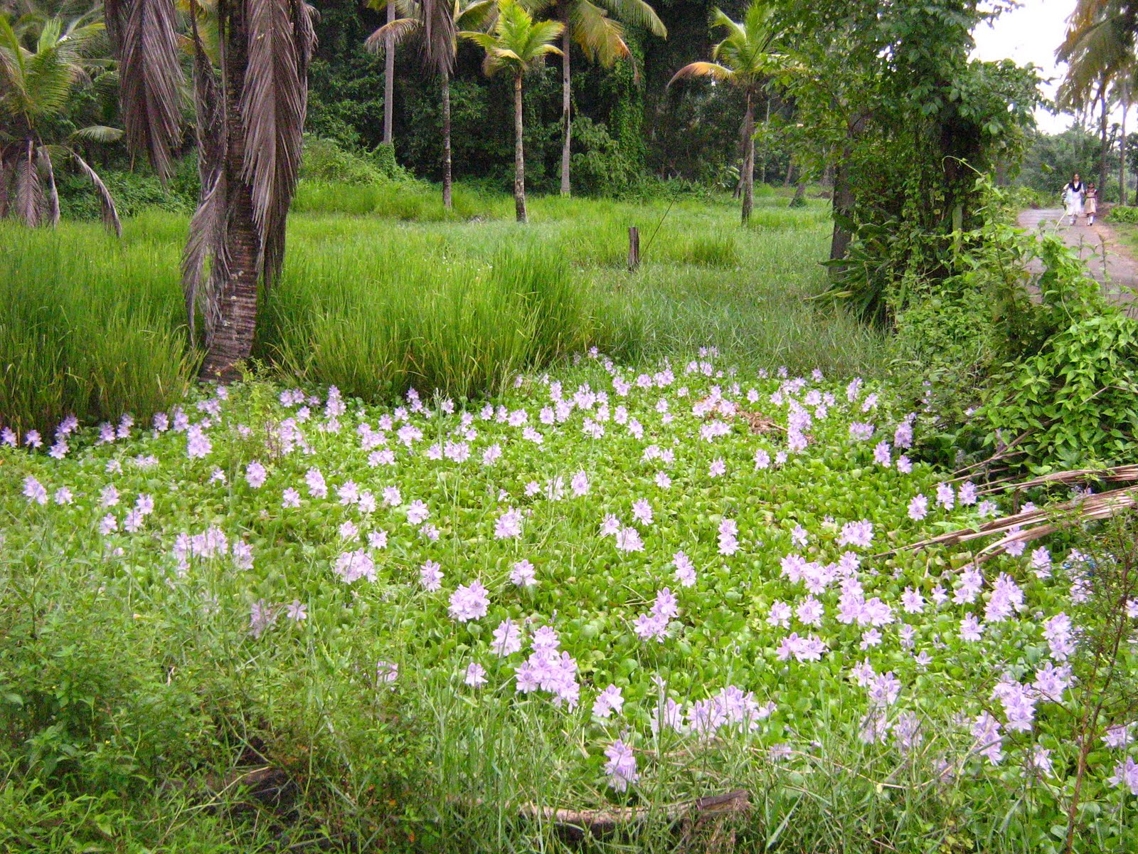 Nature shots: Kakka poo