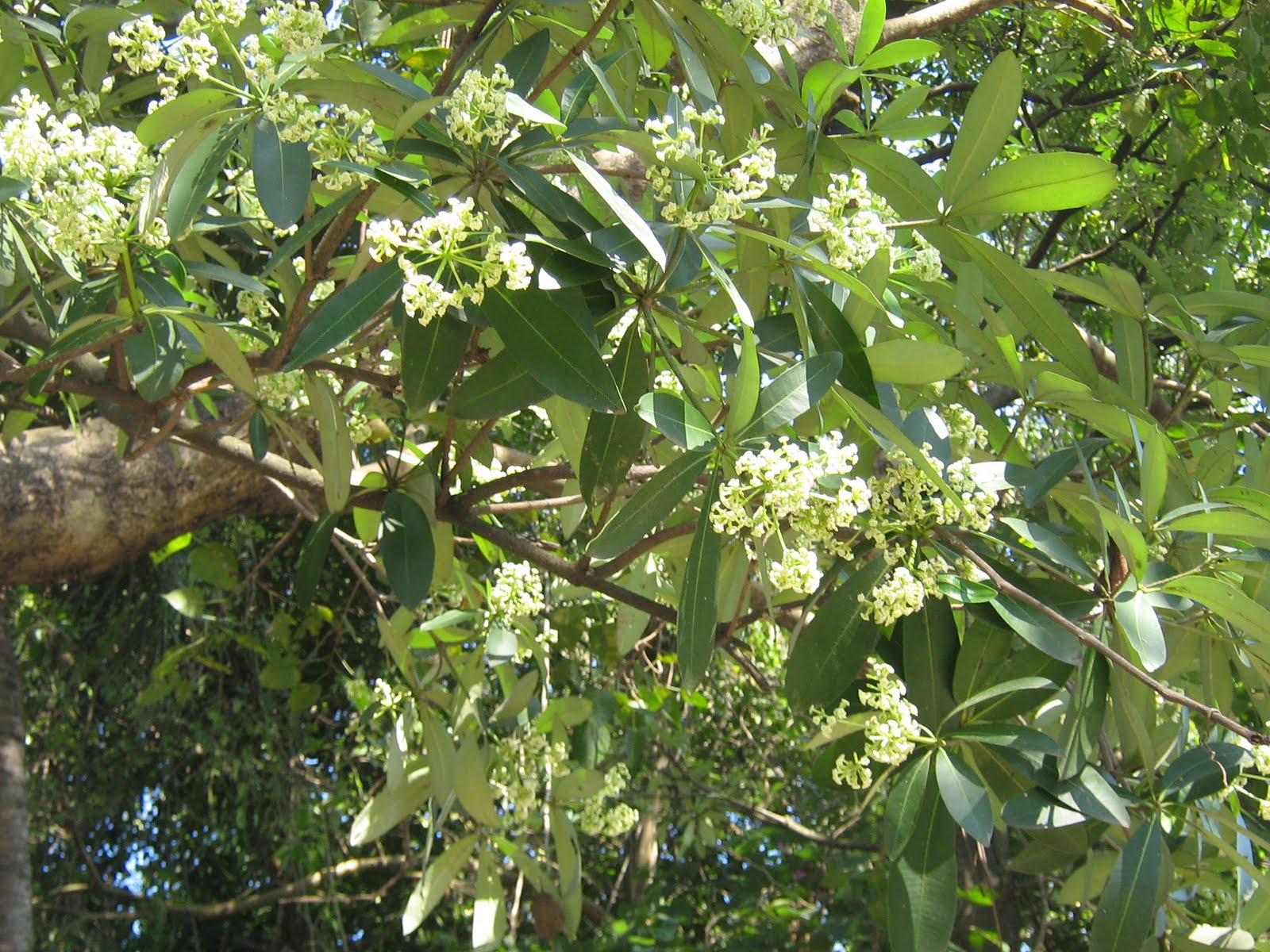 Nature shots: Ezhilam Pala(Alstonia Scholaris)