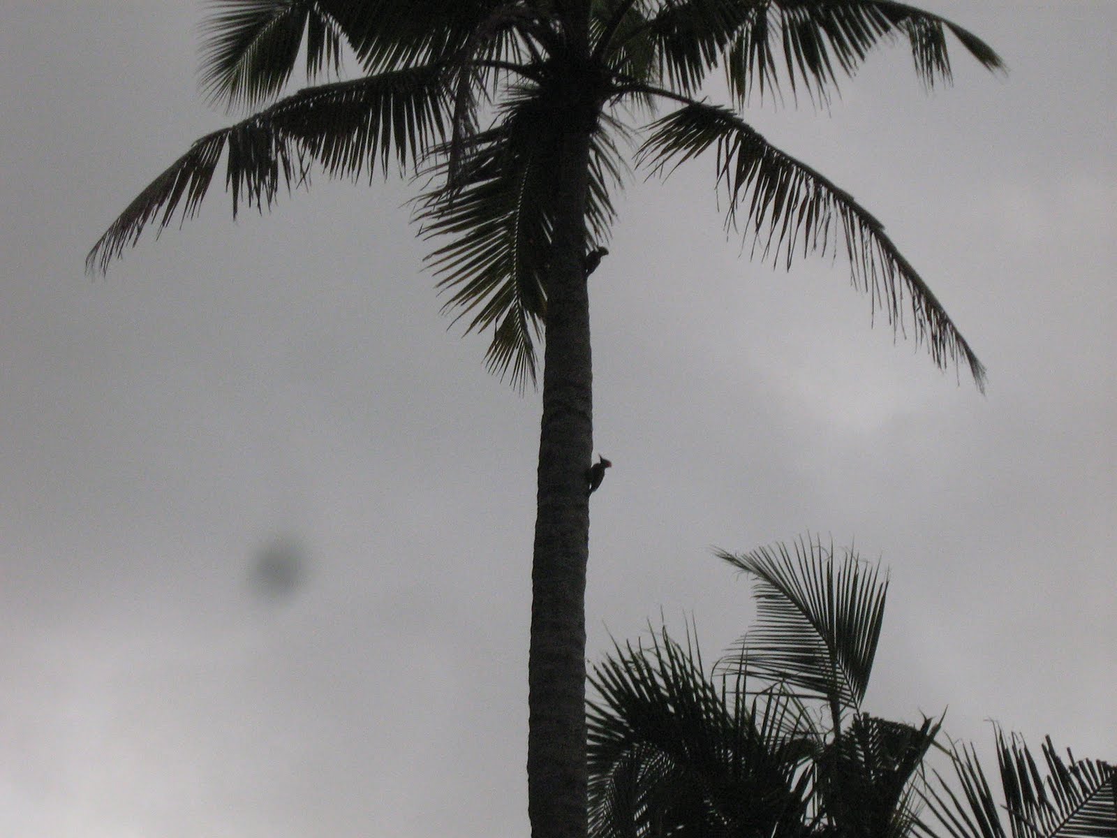 pappus blogs: Maram Kothi