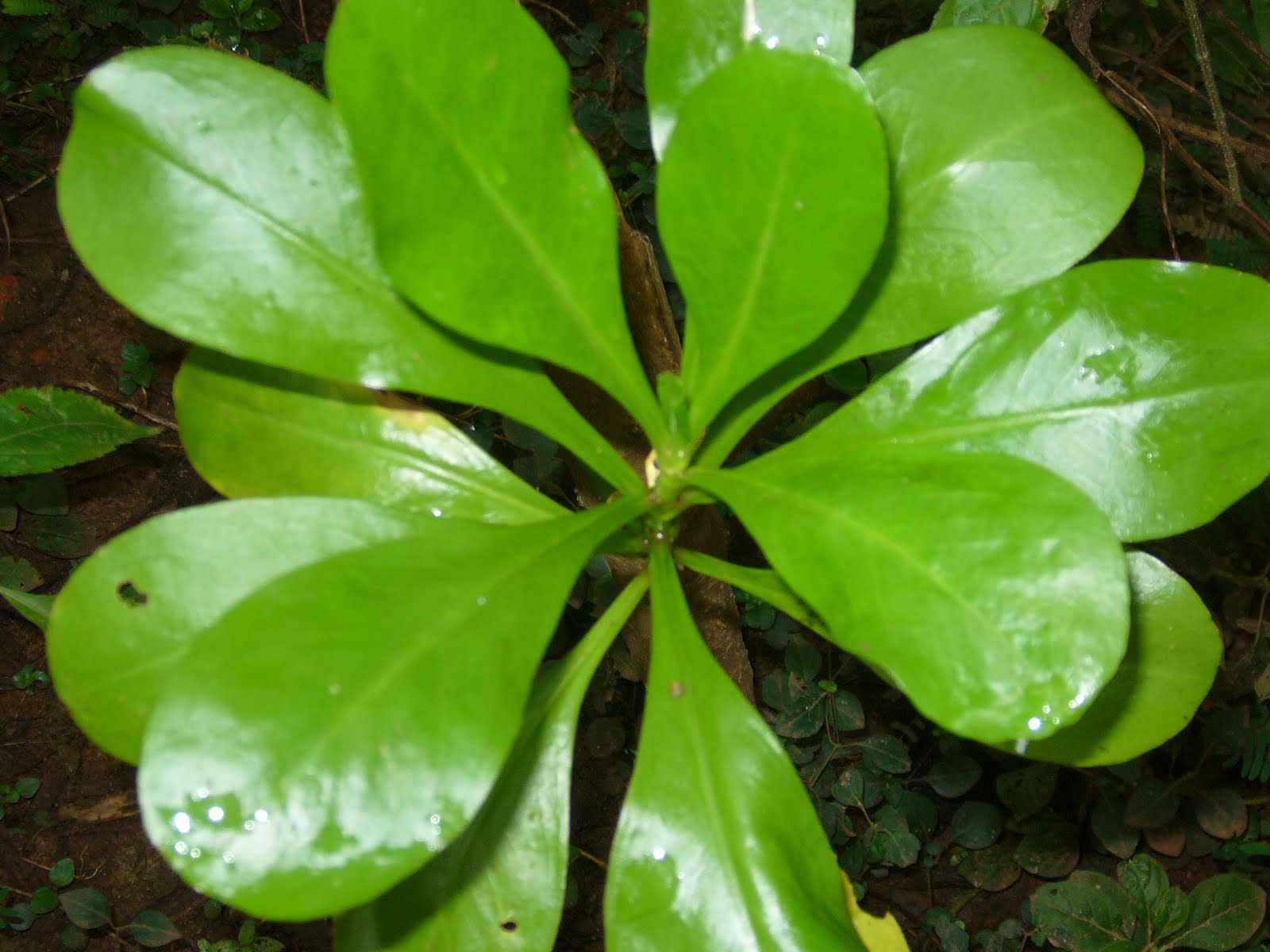 Nature shots: Bhadraksha