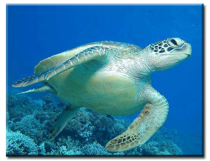 Pet Turtle Care: Adopting Happy Aquarium Sea Turtles | Pet Turtle Care