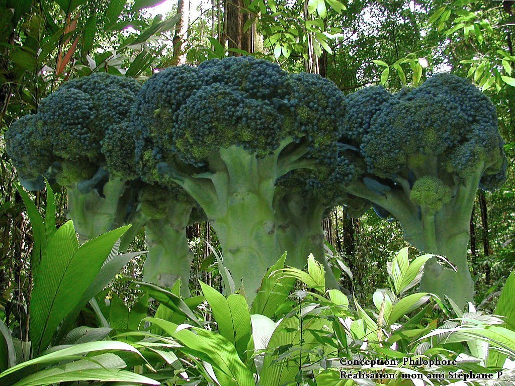 Des monts et merveilles: Une forêt de brocoli