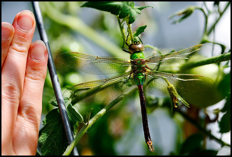 most colorful dragonfly... - Katie Barnes Freelance photographer