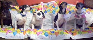 Cuda the Deformed Pit Bull: Happy Birthday to ME!!!