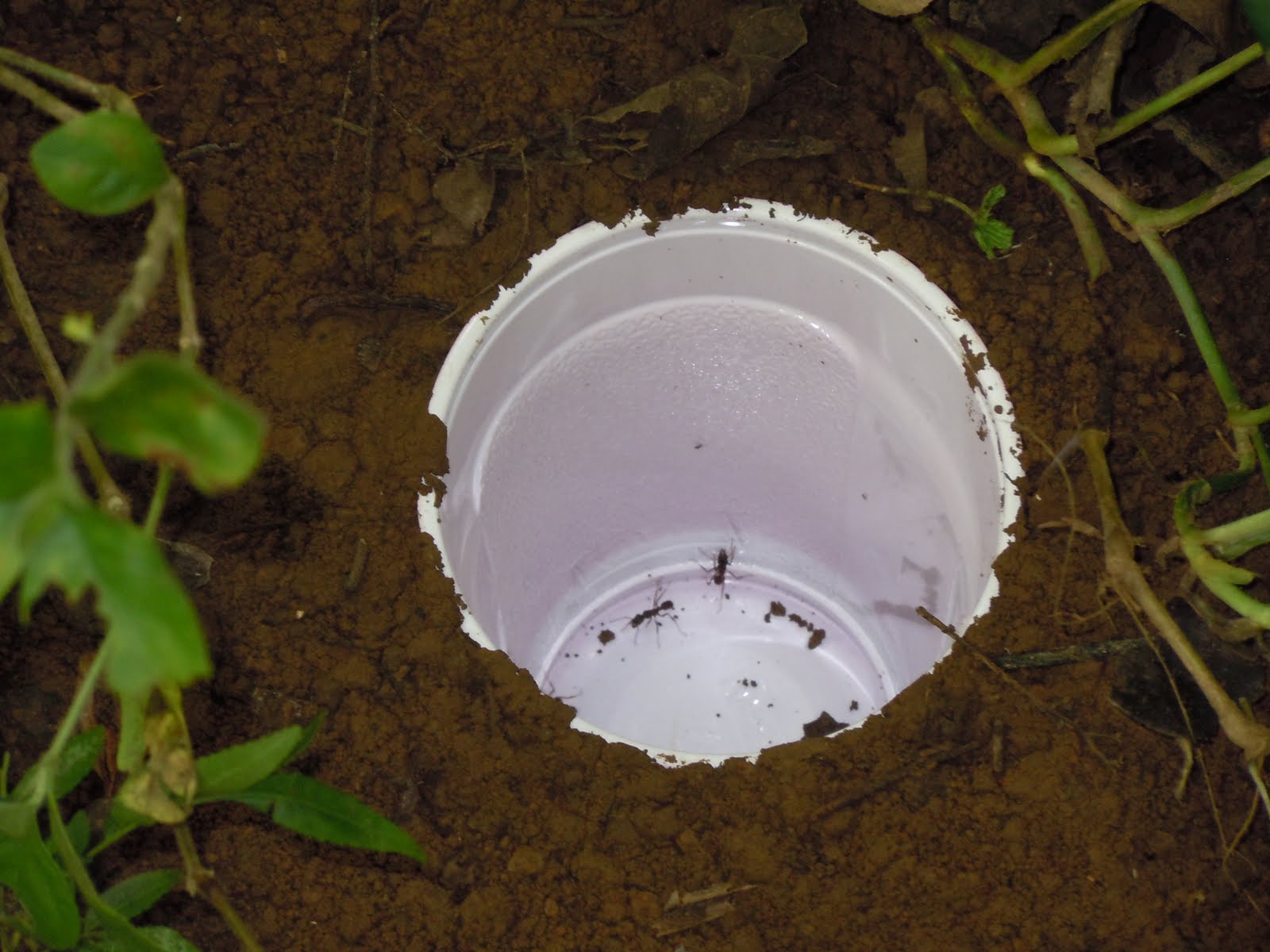 Costa Rica: An Ecological Research Experience: FIELDWORK