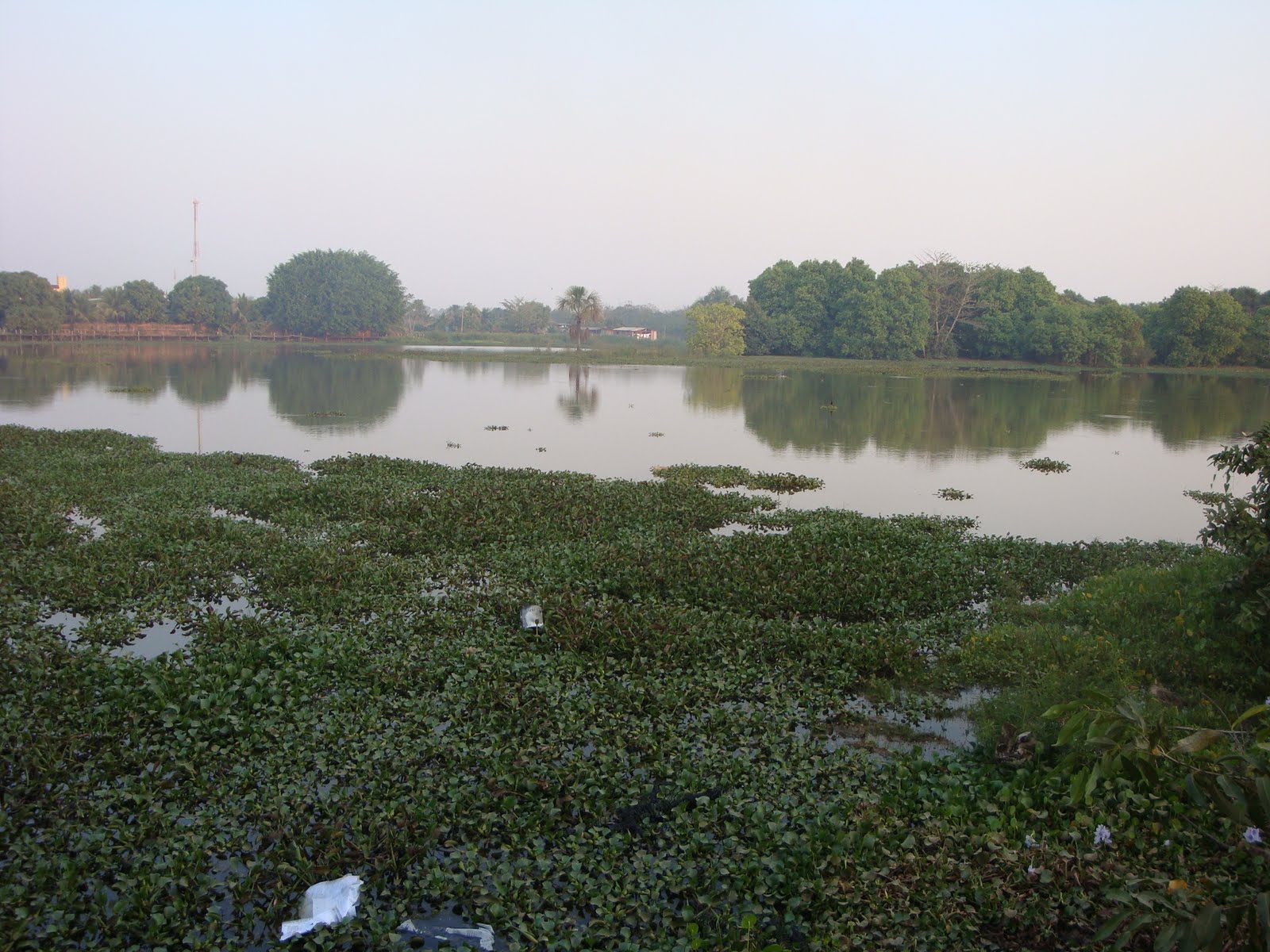 Onde suas ideias são seu mundo: Fauna e flora de ji-paraná
