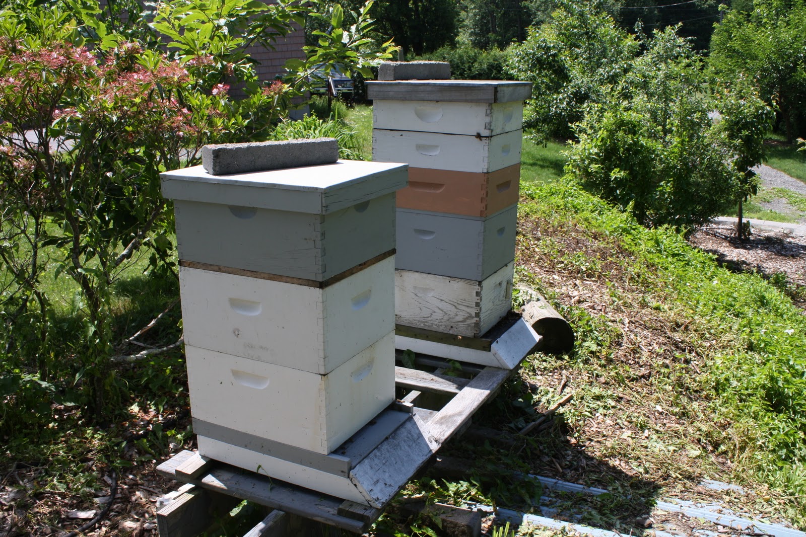 Steven's Bees: It's All Right (Queenright, that is...)