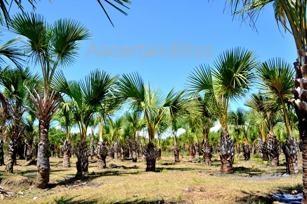 Ascertain Bliss: Raw Bliss 2