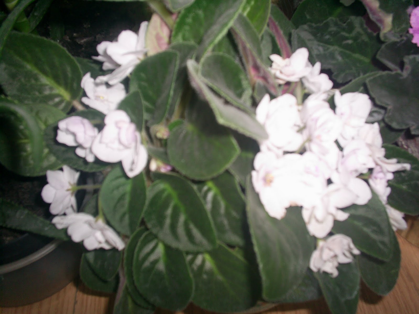 Arome si culori : Florile mele