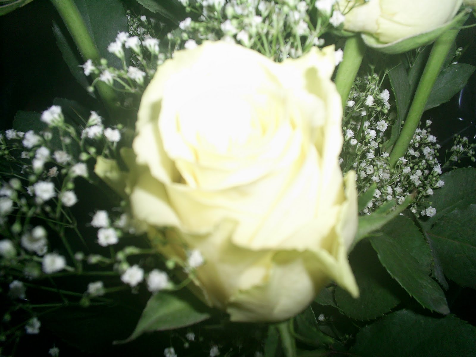 Arome si culori : Florile mele