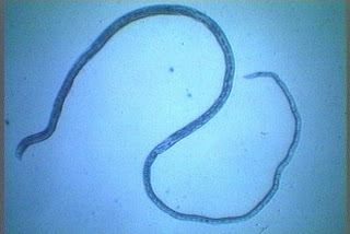 How to?: Killer Worms