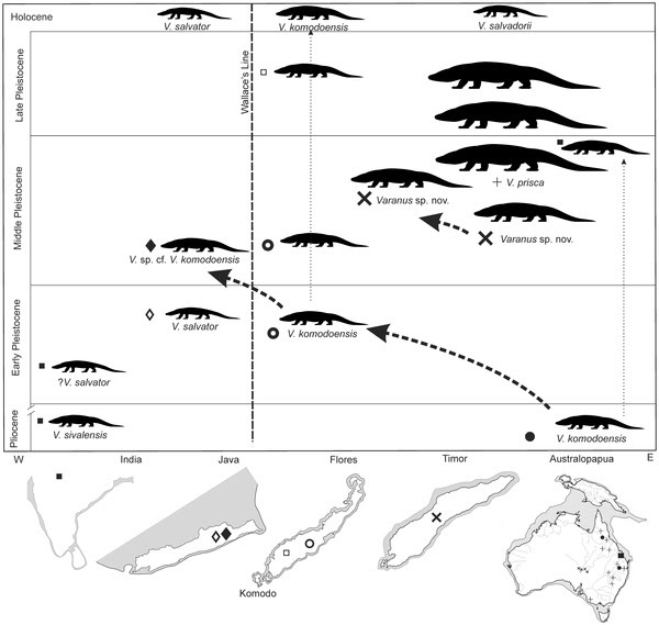 Platypus Evolution Chart - dplasopa