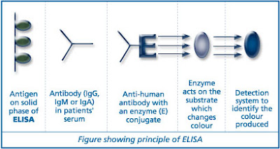 VIROLOGY! ANY CLUE?: Serological / Immunological Methods