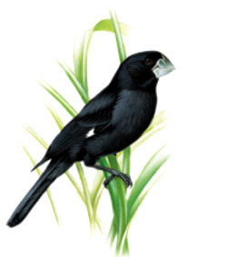 GaiolaVirtual: Bicudo