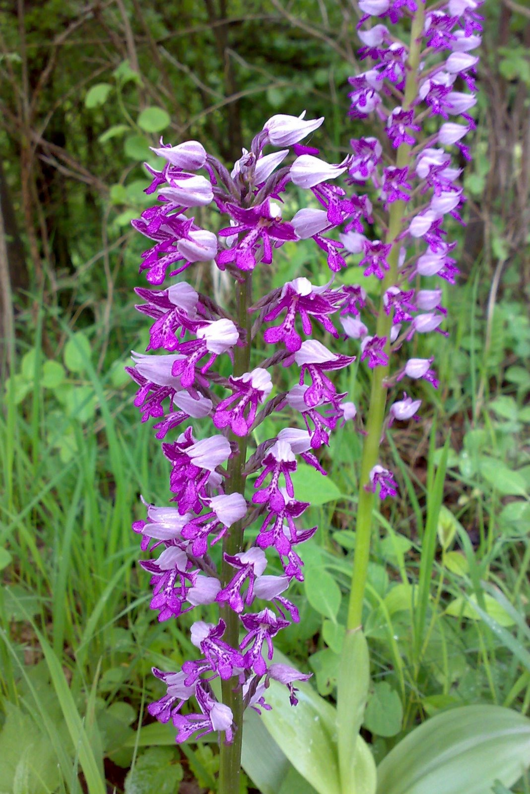 HOA PHONG LAN VIỆT-VIETNAM ORCHIDS: Orchis