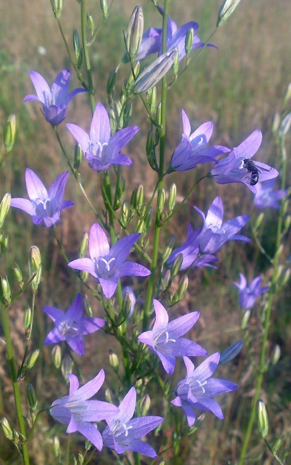 Colours: Campanula rapunculus - Rampion Bellflower