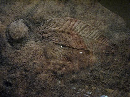 Geocriação: A fauna de Ediacara