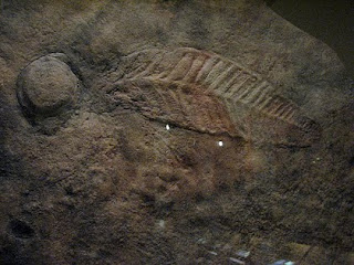 Geocriação: A fauna de Ediacara