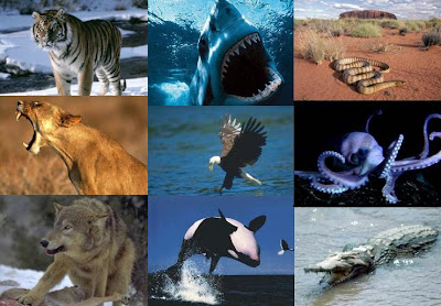 Tercero: Depredadores