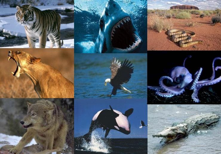 Tercero: Depredadores