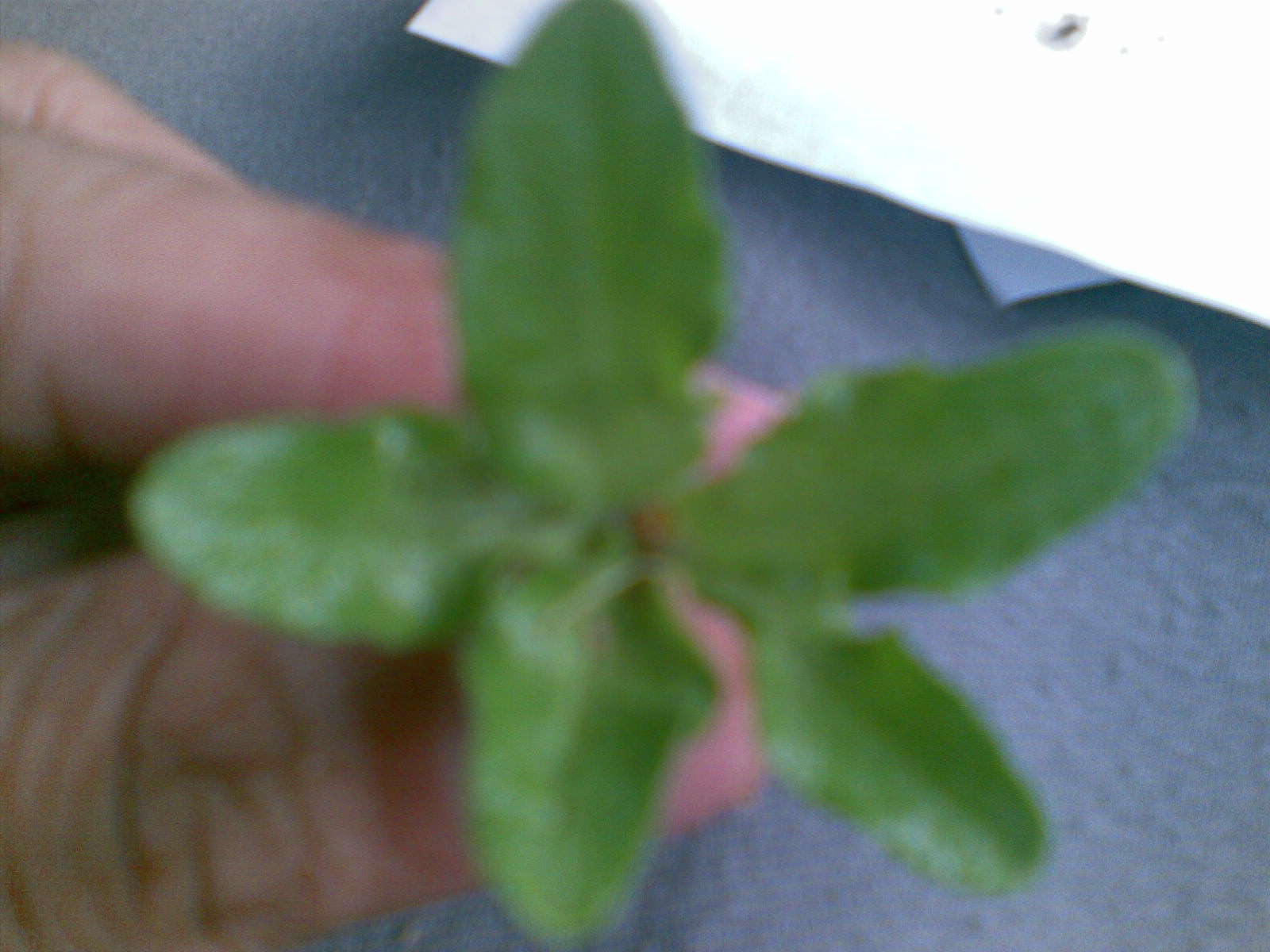 Mental Notes: Petunia Propagation: How to Get Petunia Seeds