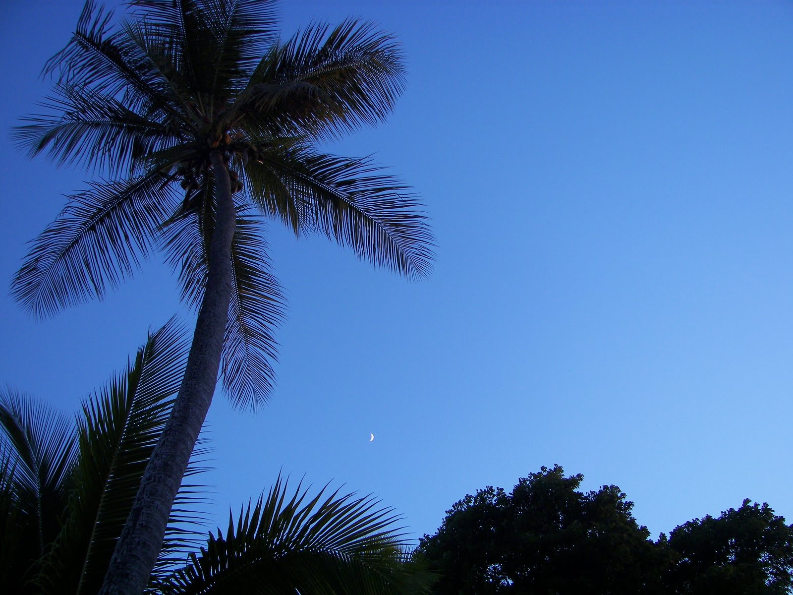 southwestern carribbean breezes: The Moon and Palm Tree's