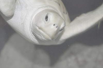 musings of a sea witch: White Sea Turtle Wednesday - New Header