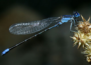 Magic Wake Up Call: NV State Insect VOTE HERE!!