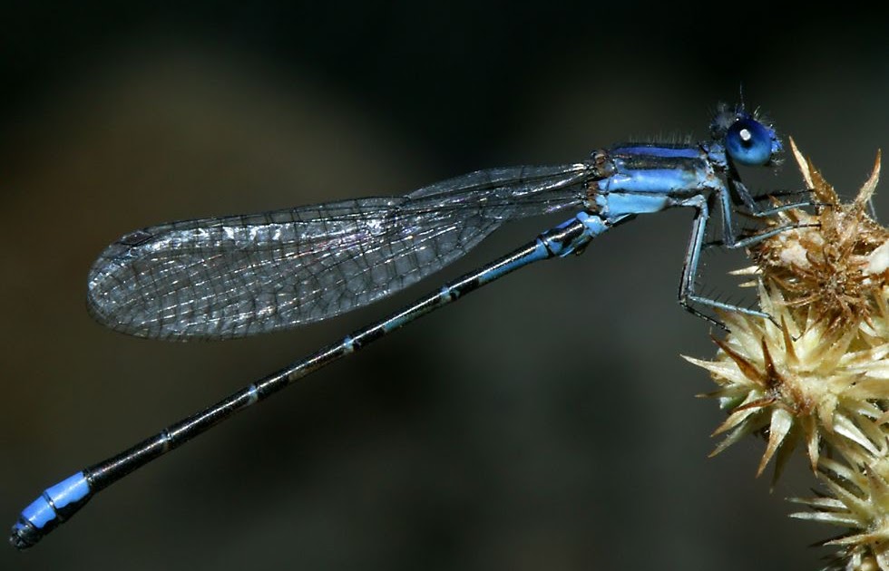 Magic Wake Up Call: NV State Insect VOTE HERE!!