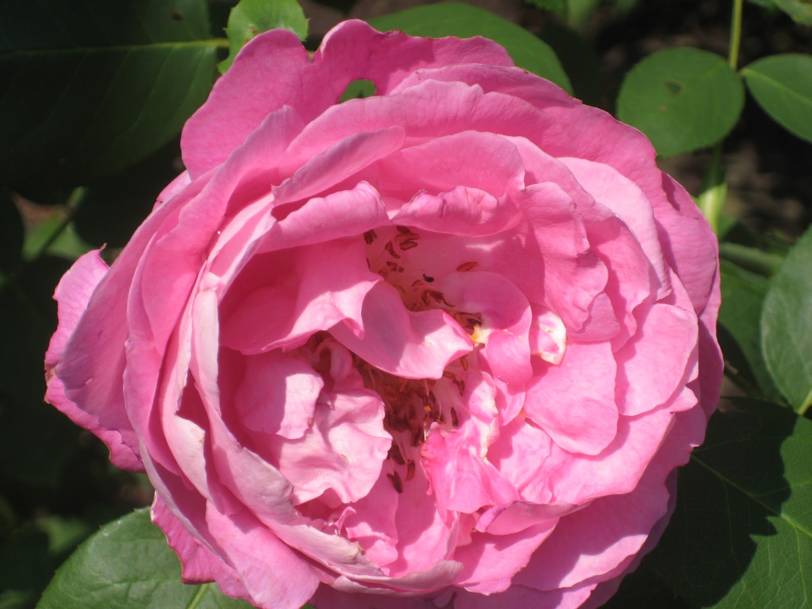 Southern Folk Artist & Antiques Dealer/Collector: Walking around ...