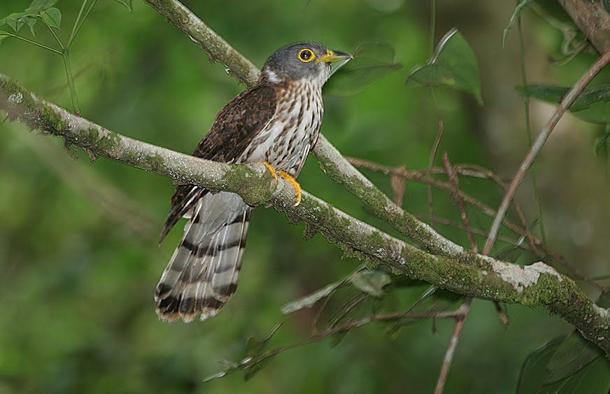 Frogmouth: Malaysian Hawk Cuckoo (Cuculus fugax)