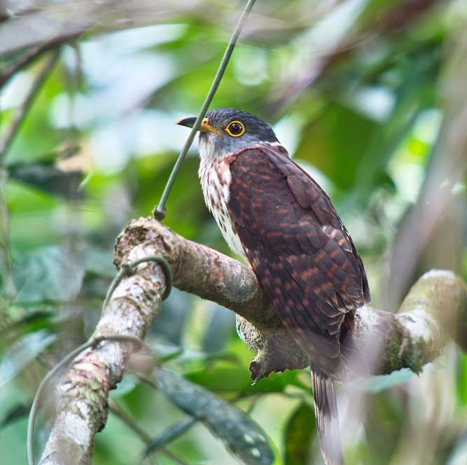 Frogmouth: Malaysian Hawk Cuckoo (Cuculus fugax)