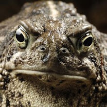 Musings of Old Toad: A Toad Tale From An Old Friend