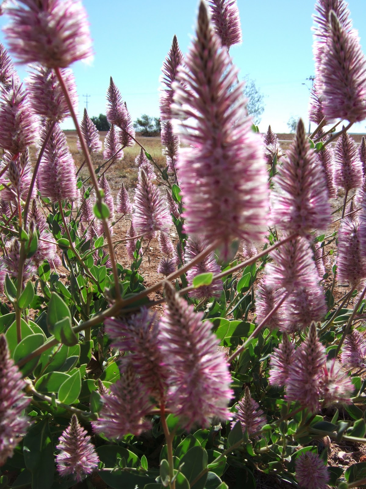 Colour Karratha - one stitch at a time: Tall Mulla Mulla