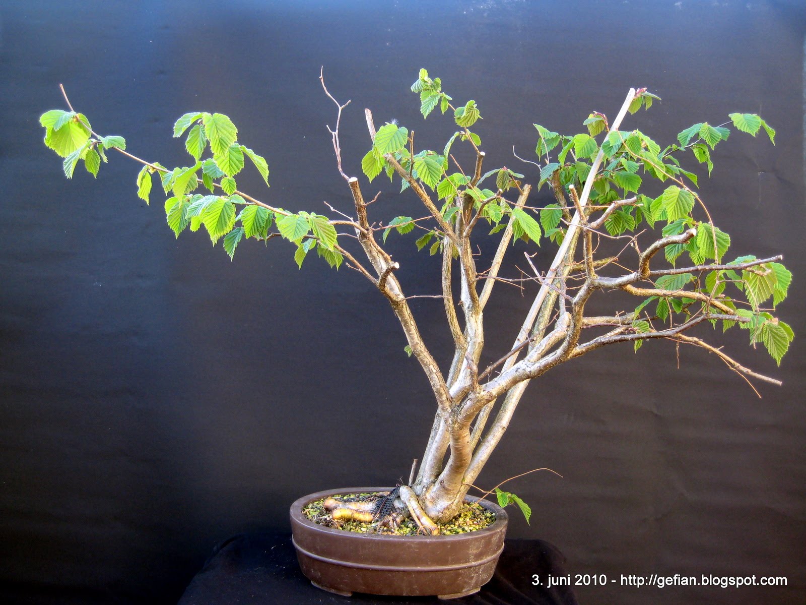 My Bonsai: My Common Hazel