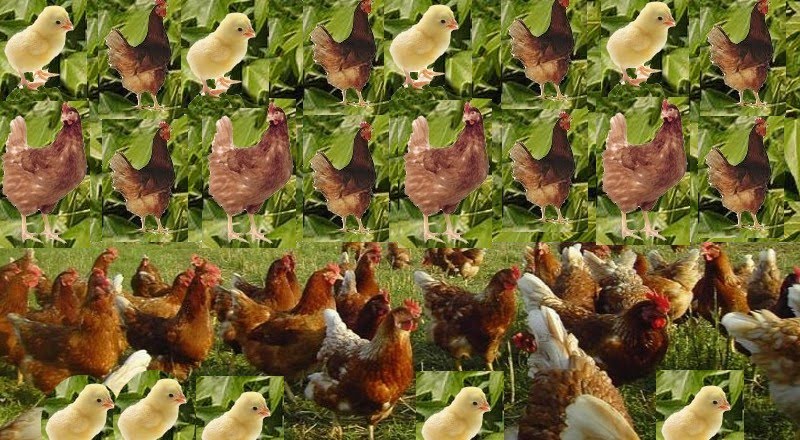 AVICULTURE - ELEVAGE -AVICOLE: aviculture Une litière suffisamment ...