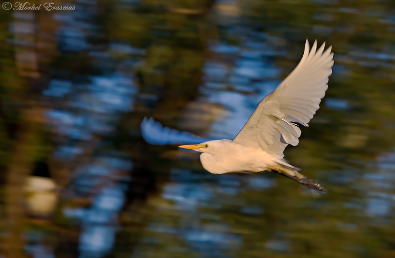 SAFFAscapes: The frustrating magic of panning shots