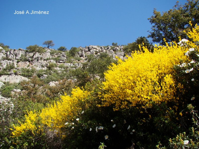 Flora de Mérida: Cytisus scoparius