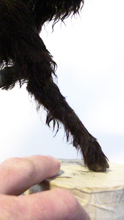 MADSCULPTOR: SATYR (hair)