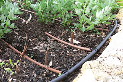 Agri Turf: Drupbesproeiing / Drip irrigation
