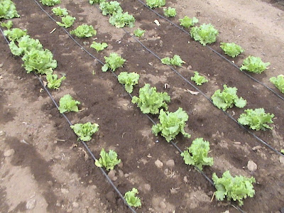 Agri Turf: Drupbesproeiing / Drip irrigation