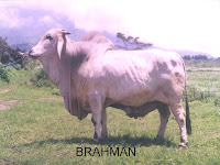 INFONAK: BEBERAPA JENIS SAPI UNGGUL