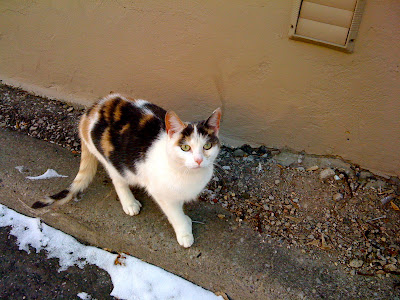 Cats of Parkdale: calico cat-let cowering