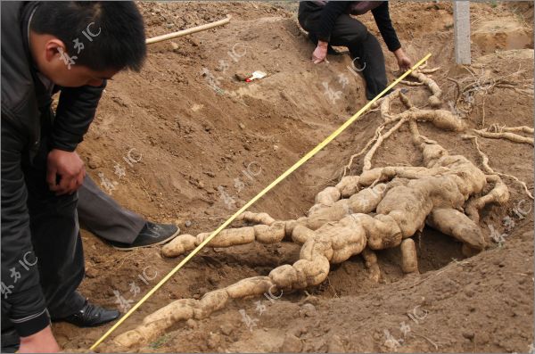 Giant Trichosanthes Root Found In China Wallpaper Hungama giant-trichosanthes-root-found-in-china-wallpaper-hungama