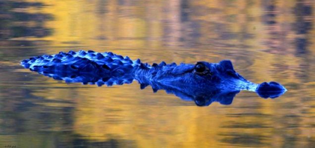 Blue Alligator - Spluch - Interesting/Fun Stuff From Around The World