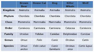 All about Viruses: Classification of Viruses