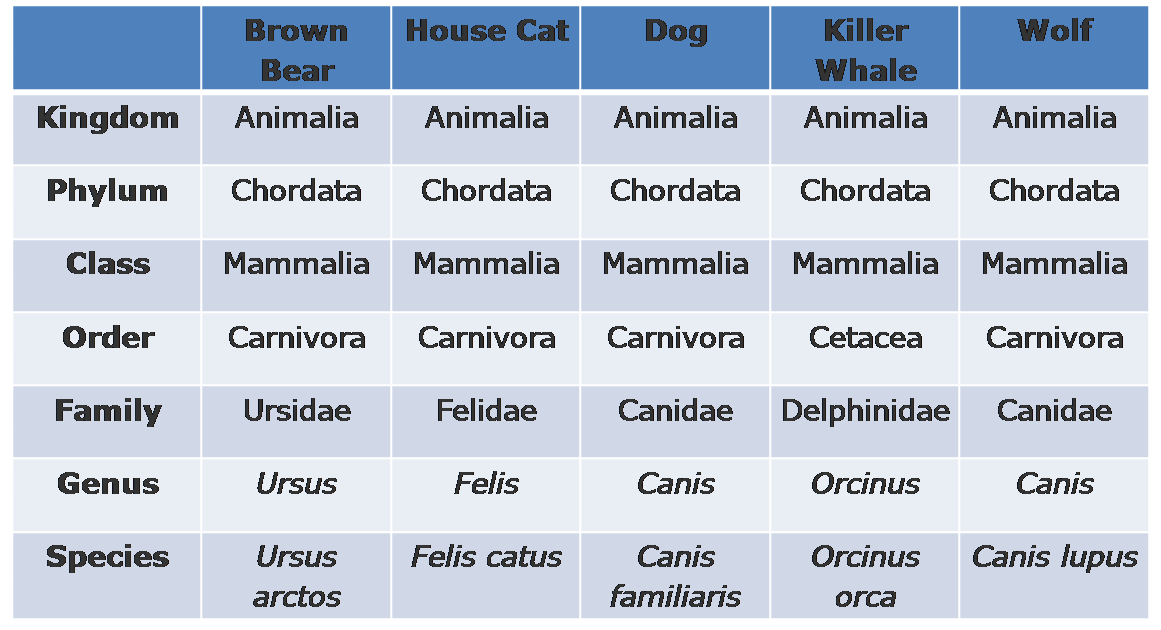 All about Viruses: Classification of Viruses